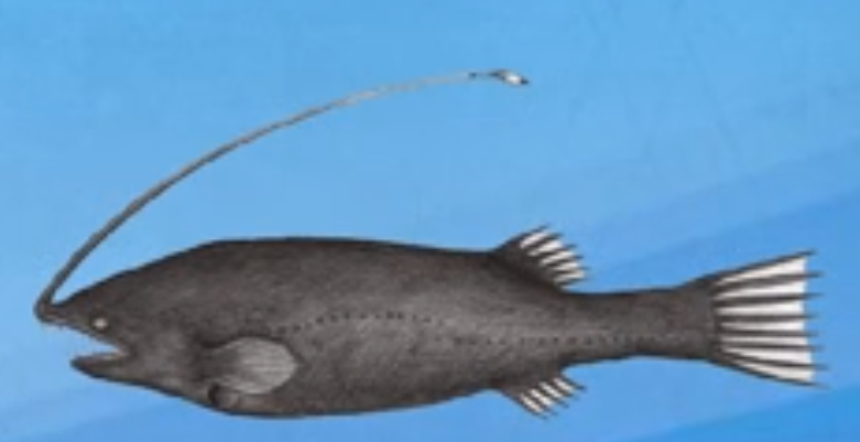 爱的动物园 - 爱的动物园